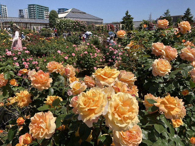 京成バラ園、春バラの満開を楽しんできました！ - ズボラな週末ガーデニング