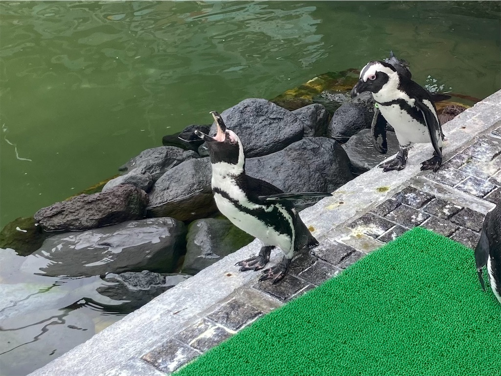 ケープペンギン African penguin - 麻酔と血液 消化器と栄養