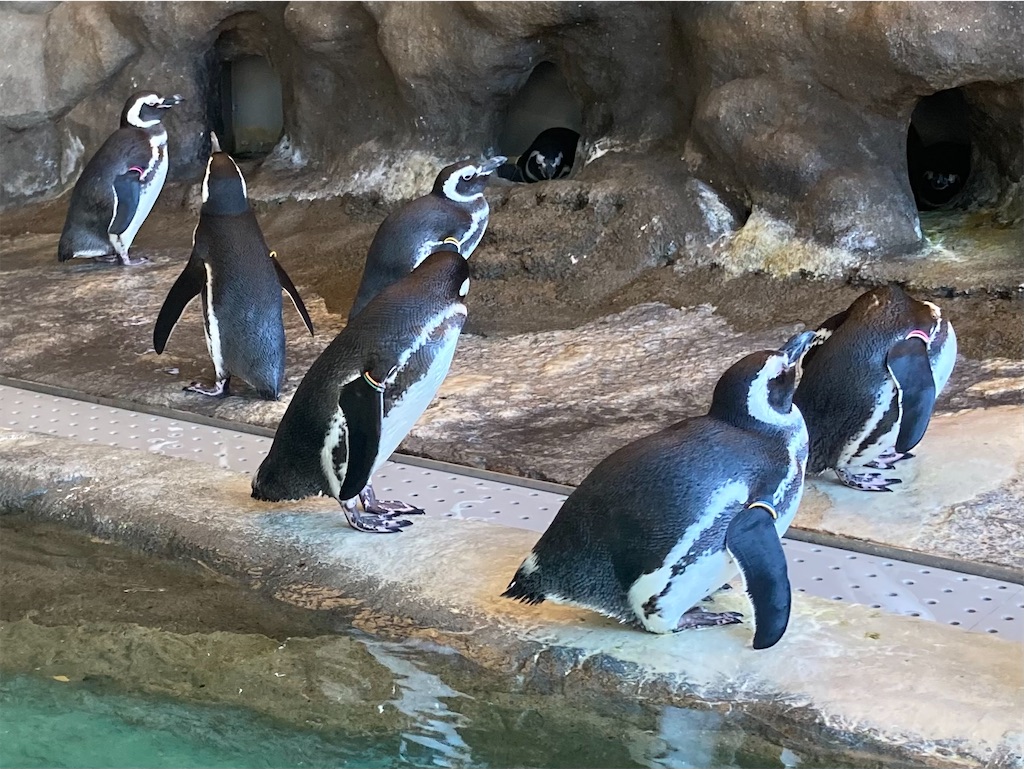 マゼランペンギン Magellanic penguins - 麻酔と血液 消化器と栄養