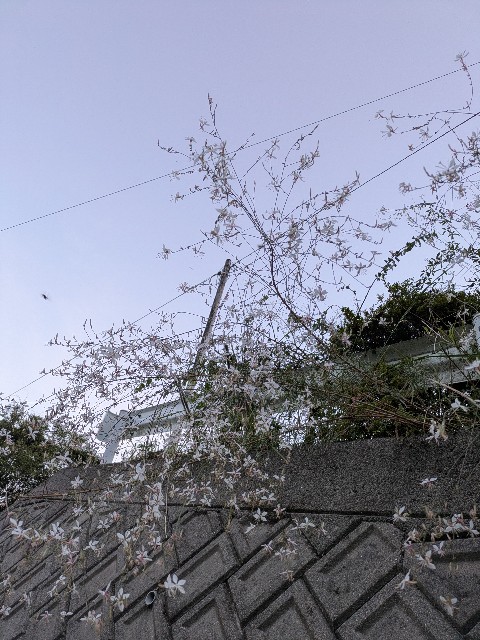 変わらず - siba hana hana diary
