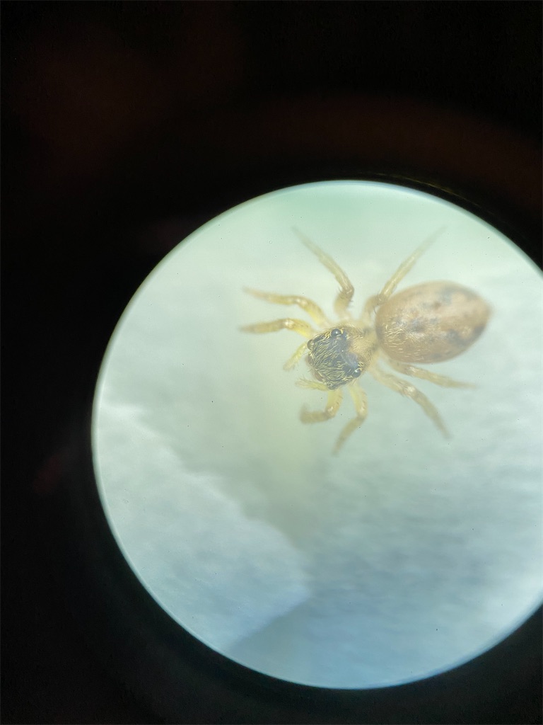 アンダソンハエトリグモ？ - 青木飴色 AMEIRO AOKI