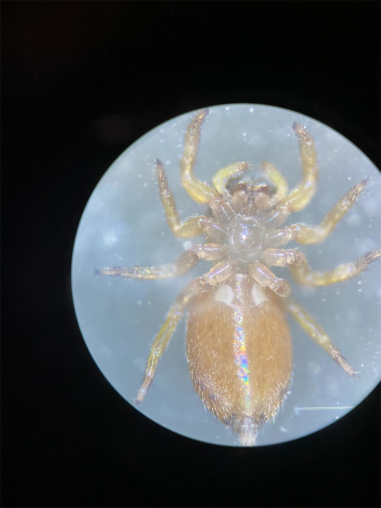 アンダソンハエトリグモ？ - 青木飴色 AMEIRO AOKI