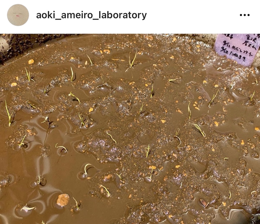 田植え野菜日記 - 青木飴色日記 Ameiro Aoki Diary