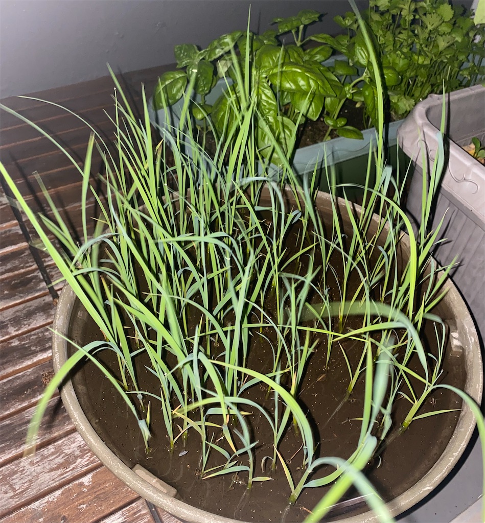 田植え野菜日記 - 青木飴色日記 Ameiro Aoki Diary