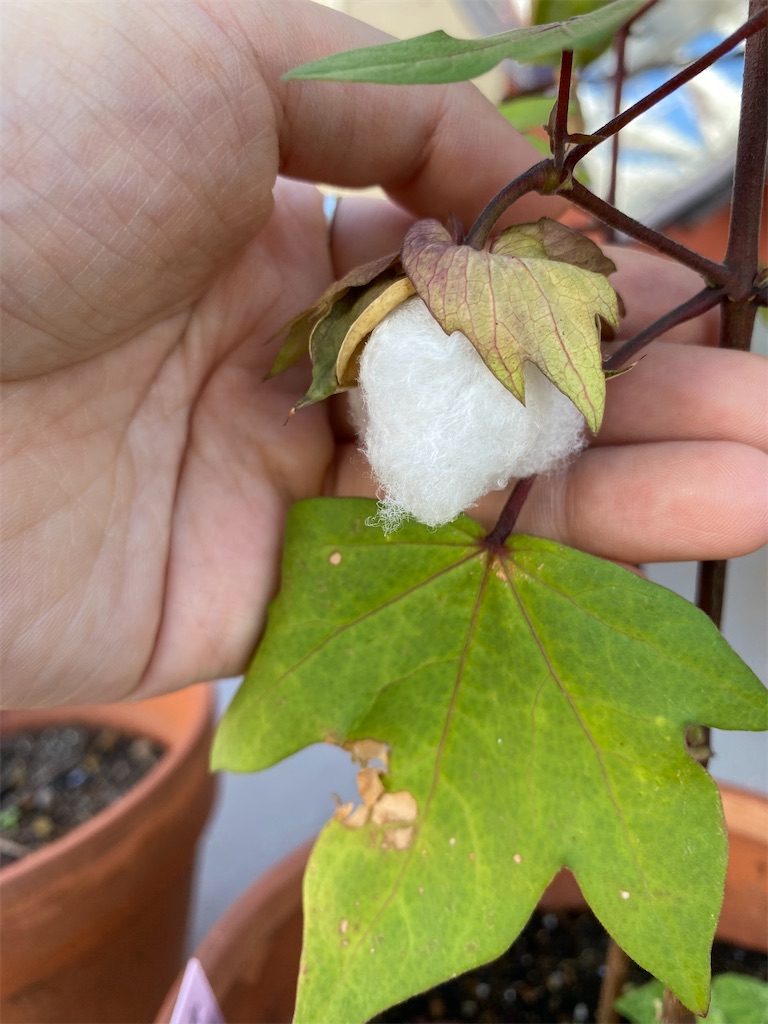 綿ができました - 青木飴色 AMEIRO AOKI