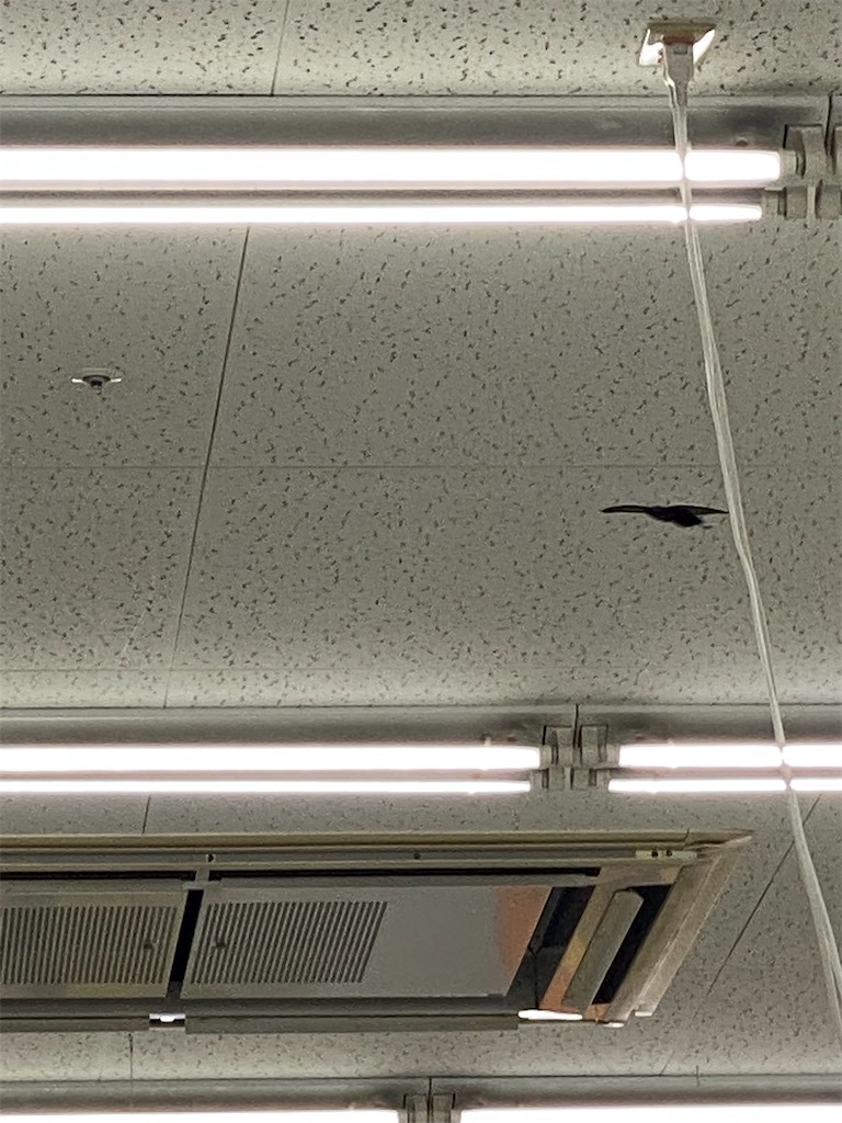 迷い蝶々 - 青木飴色 AMEIRO AOKI