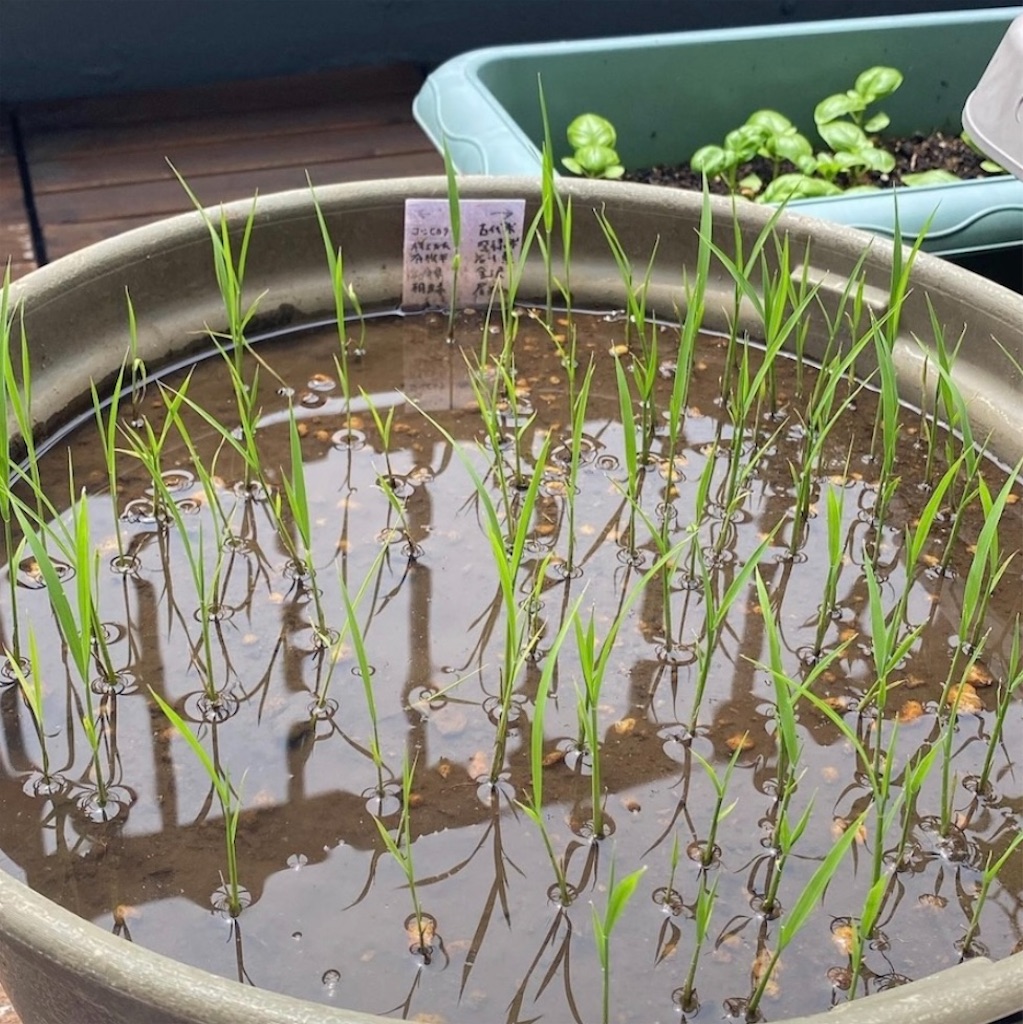 バケツ稲2022910 - 青木飴色日記 Ameiro Aoki Diary