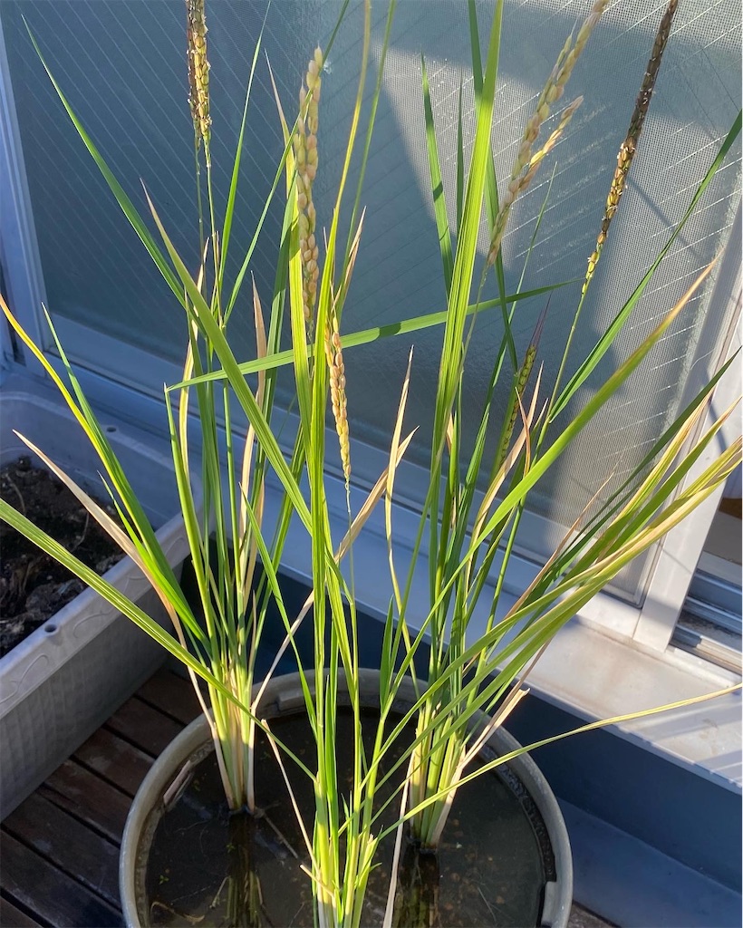 バケツ稲2022910 - 青木飴色日記 Ameiro Aoki Diary