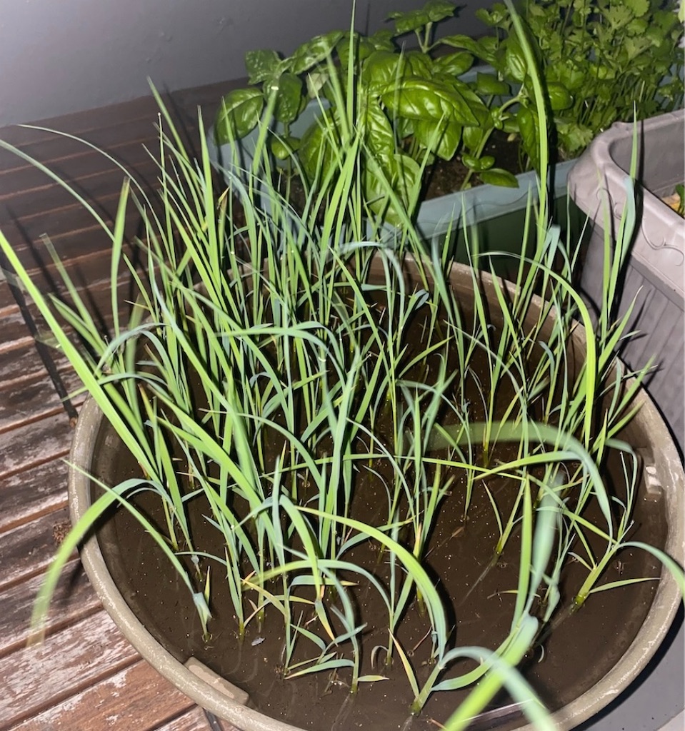 バケツ稲2022910 - 青木飴色日記 Ameiro Aoki Diary