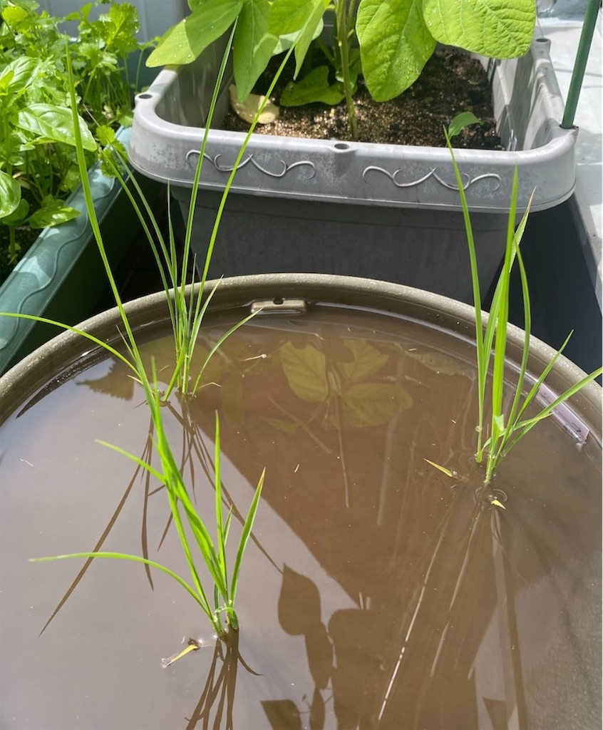 バケツ稲2022910 - 青木飴色日記 Ameiro Aoki Diary