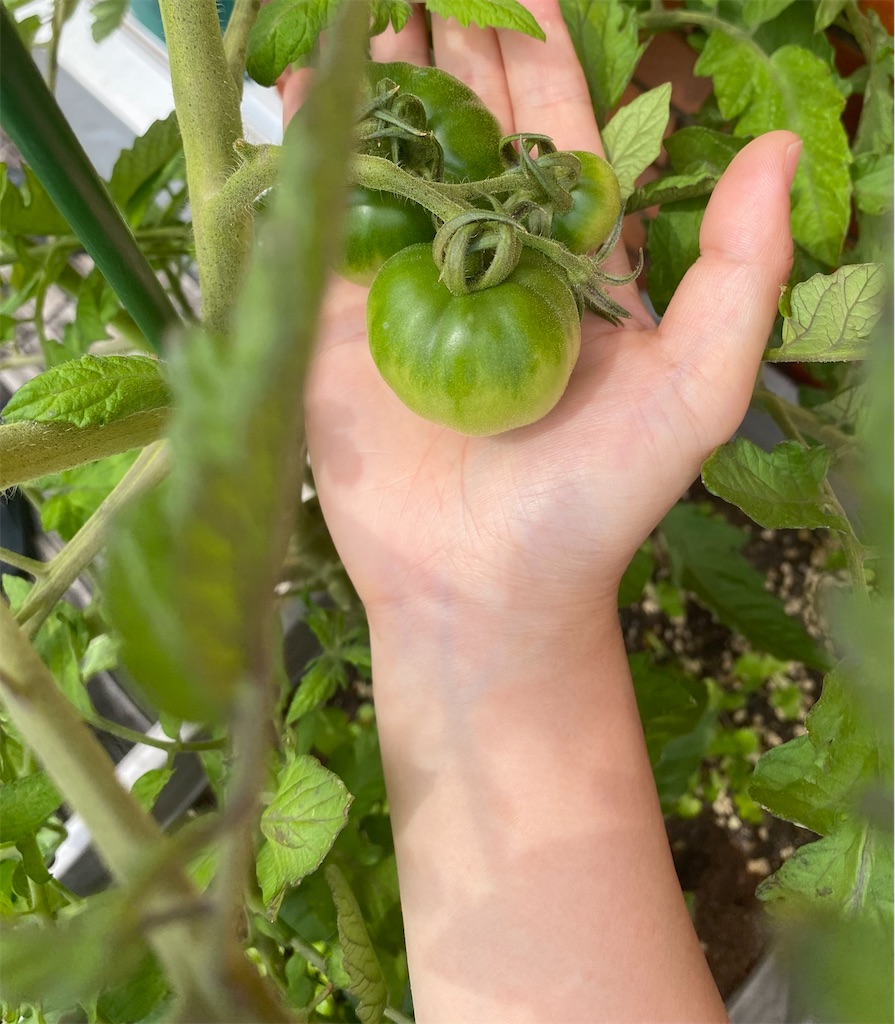 人と植物の相性 - 青木飴色 AMEIRO AOKI