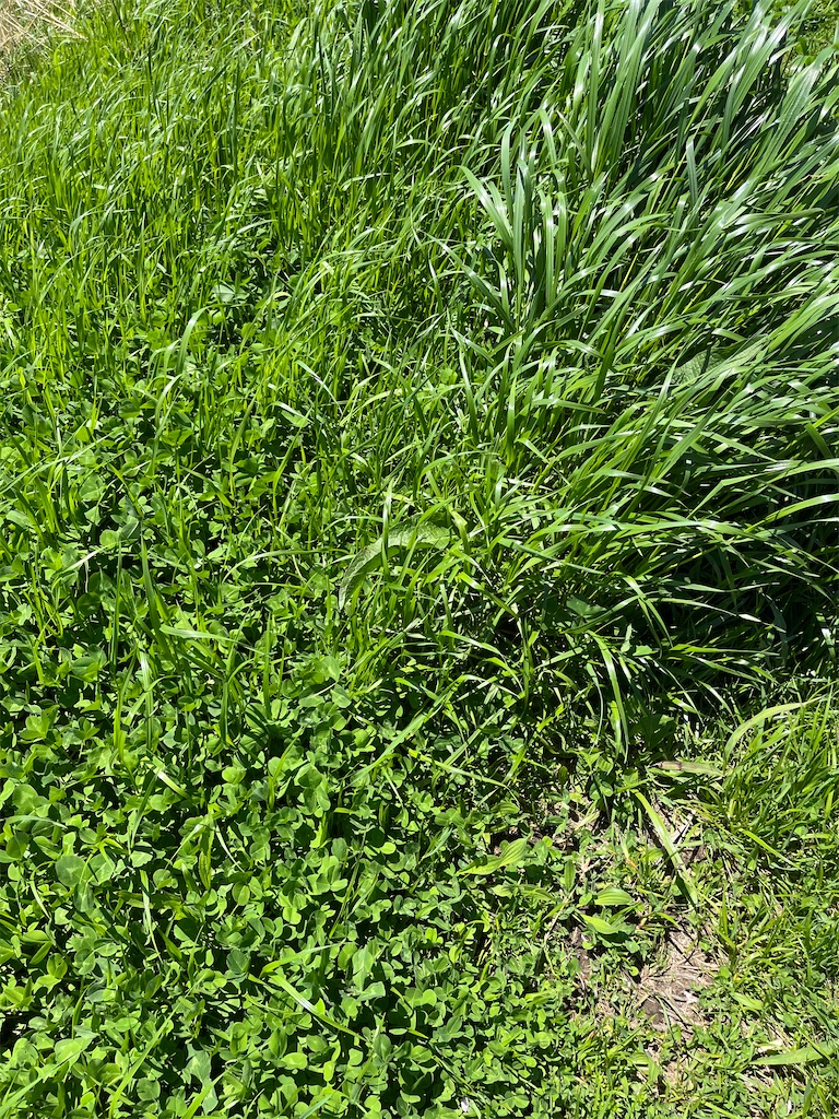 植物はすごい - 青木飴色日記 Ameiro Aoki Diary