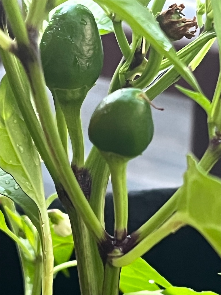 タイの激辛唐辛子今年もなりはじめました。 - 青木飴色日記 Ameiro Aoki Diary