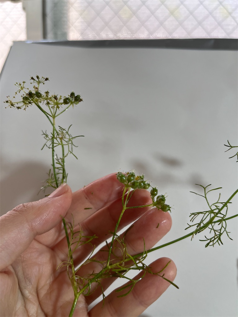 青木飴色 AMEIRO AOKI