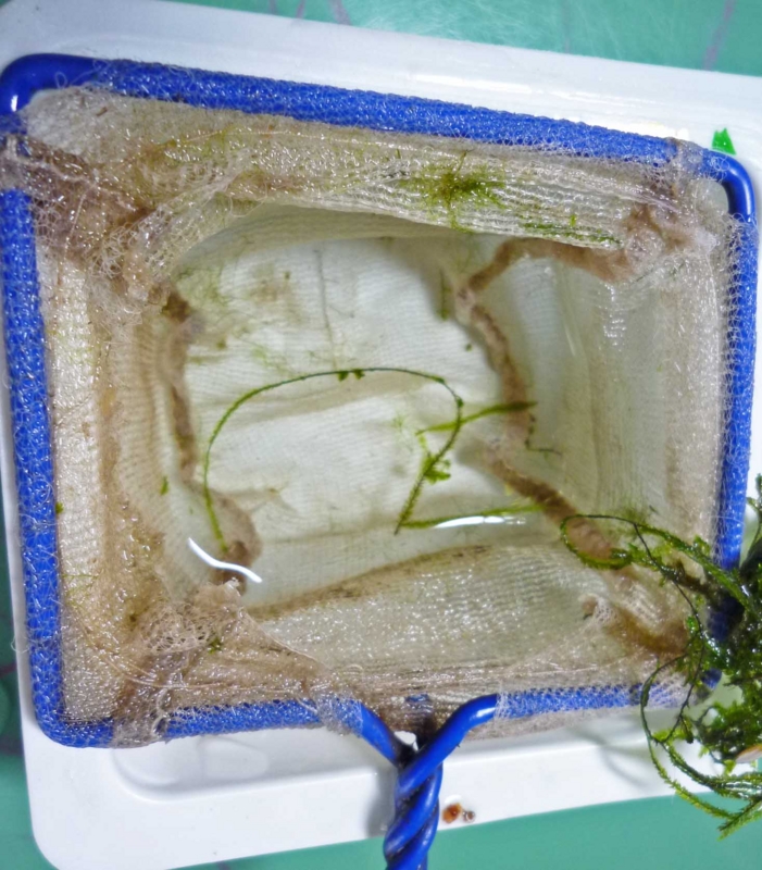 人工ふ化 率7％の成功！ - aquarin の「アクアリウムに魅せられて」