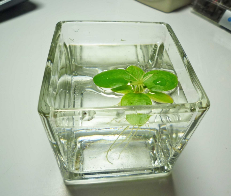 アマフロに花が咲いた？ - aquarin の 「アクアリウムに魅せられて」