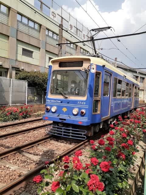 都電と薔薇の季節／荒川一中前界隈の風景 - 荒川三歩