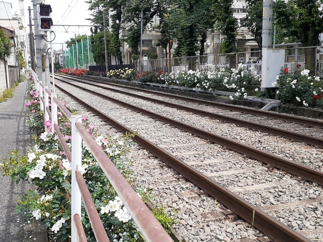都電と薔薇の季節／荒川一中前界隈 - 荒川三歩