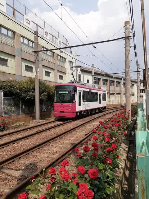 都電と薔薇の季節／荒川一中前界隈の風景 - 荒川三歩