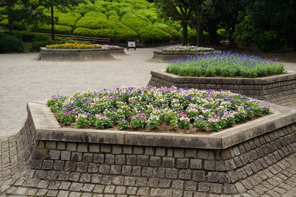 紫陽花の咲く街角⑦『世田谷公園の噴水広場からキンカン3姉妹ミニSLへ』 - 嵐、ゴルフ、ミステリーの日々2