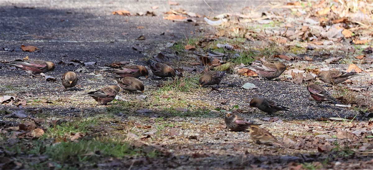 六甲山。ハギマシコ、カヤクグリ、クロジ、ミヤマホオジロ、ホオジロ。 - 晴歩雨描