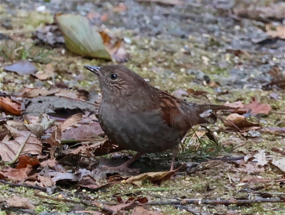 六甲山。ハギマシコ、カヤクグリ、クロジ、ミヤマホオジロ、ホオジロ。 - 晴歩雨描