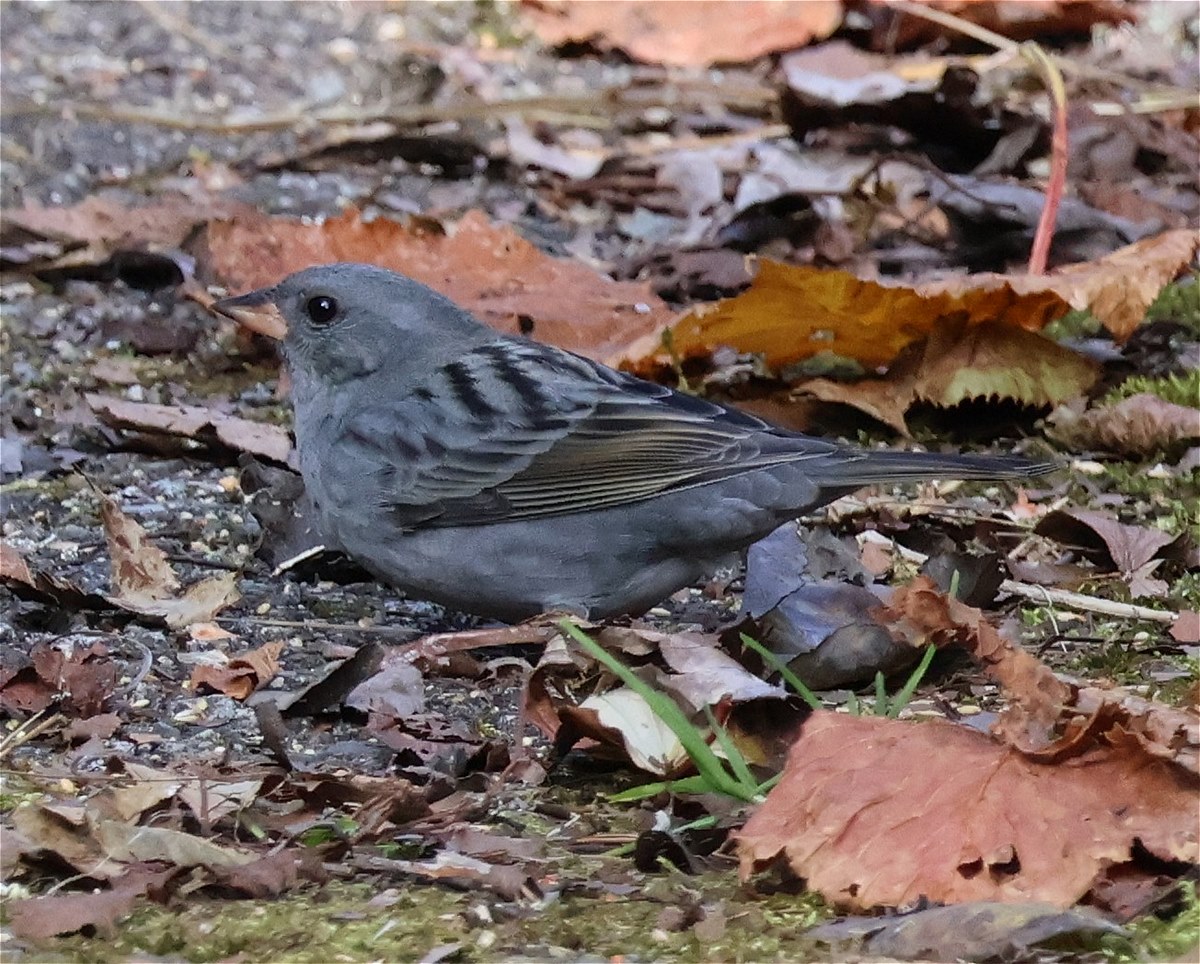六甲山。ハギマシコ、カヤクグリ、クロジ、ミヤマホオジロ、ホオジロ。 - 晴歩雨描