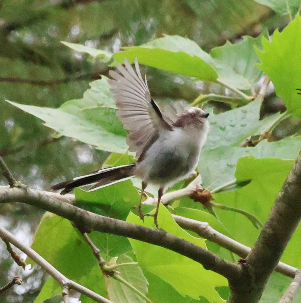 個別「20230617114434」の写真、画像 - Hatena Blog - art2nd's fotolife