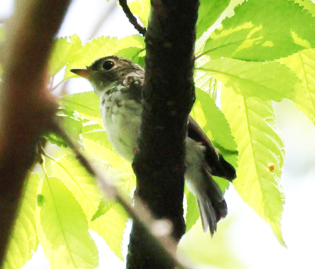 個別「20230622095423」の写真、画像 - Hatena Blog - art2nd's fotolife