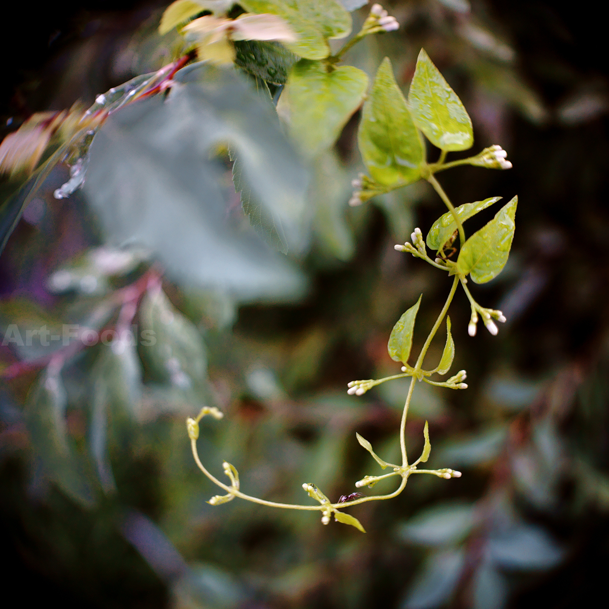鶏塩ラーメン - artなfoodsのDiary