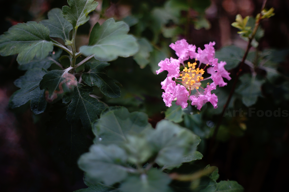 麻婆茄子 - artなfoodsのDiary