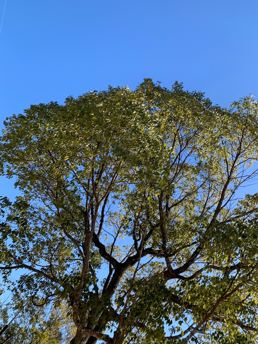 なすがまま保湿タイム - 麻と白とくま