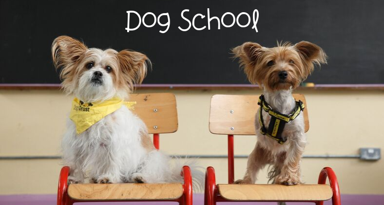 Dog school - Get Your Dog TO HEAR You - dog training school - asas1230 ...