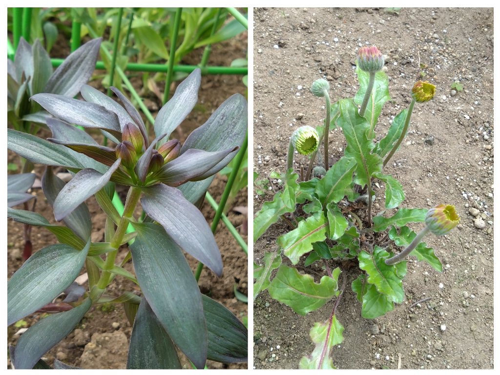 アルストロメリアとガーベラの蕾 - ASTRO Flower