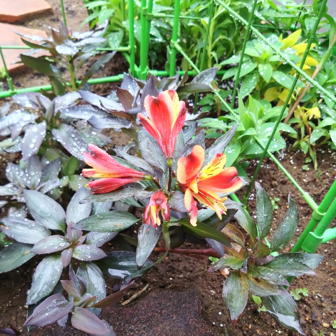 咲きましたね～アルストロメリア - ASTRO Flower