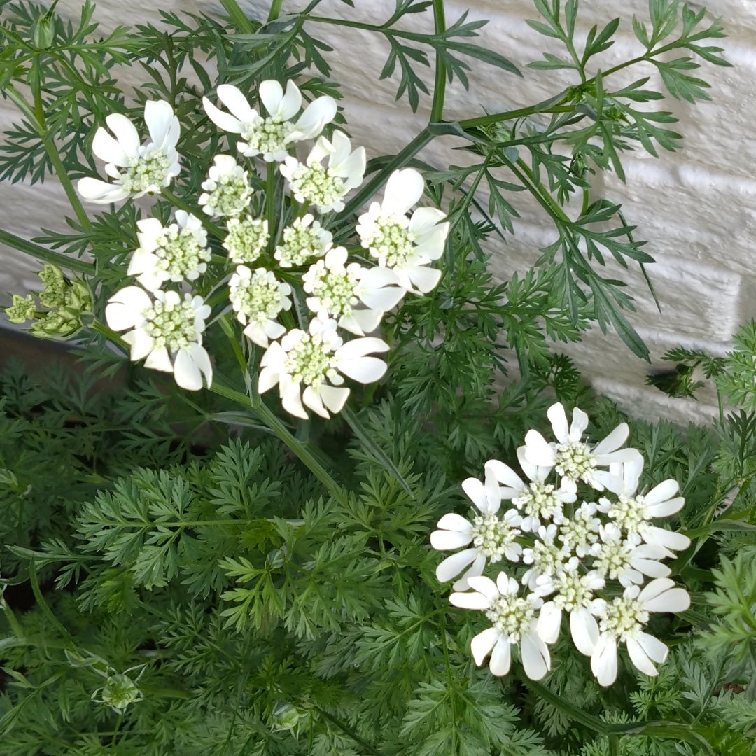 オルラヤ(オルレア)の開花 - ASTRO Flower