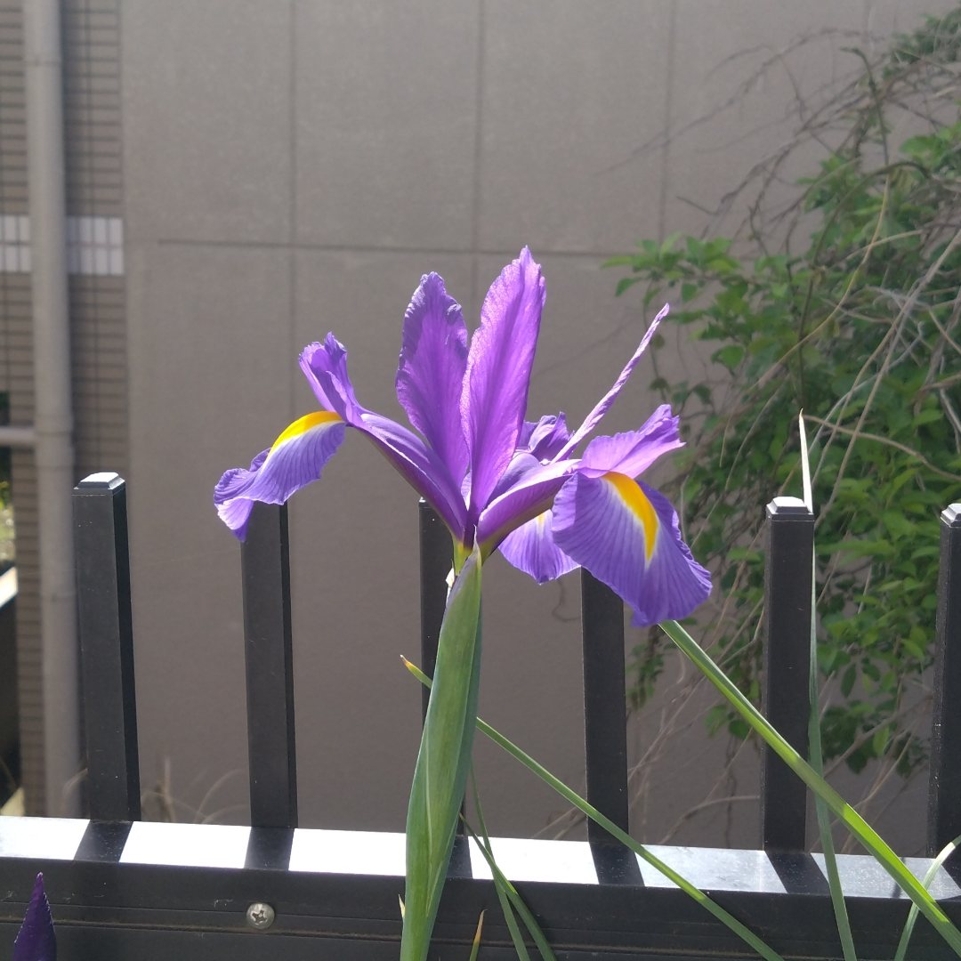 ダッチアイリス開花 - ASTRO Flower
