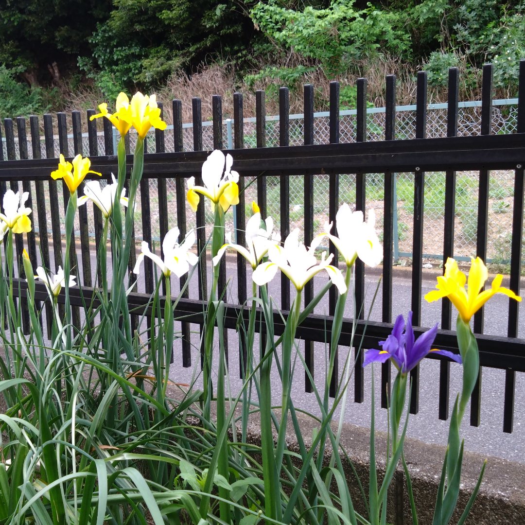花菖蒲とダッチアイリス - ASTRO Flower