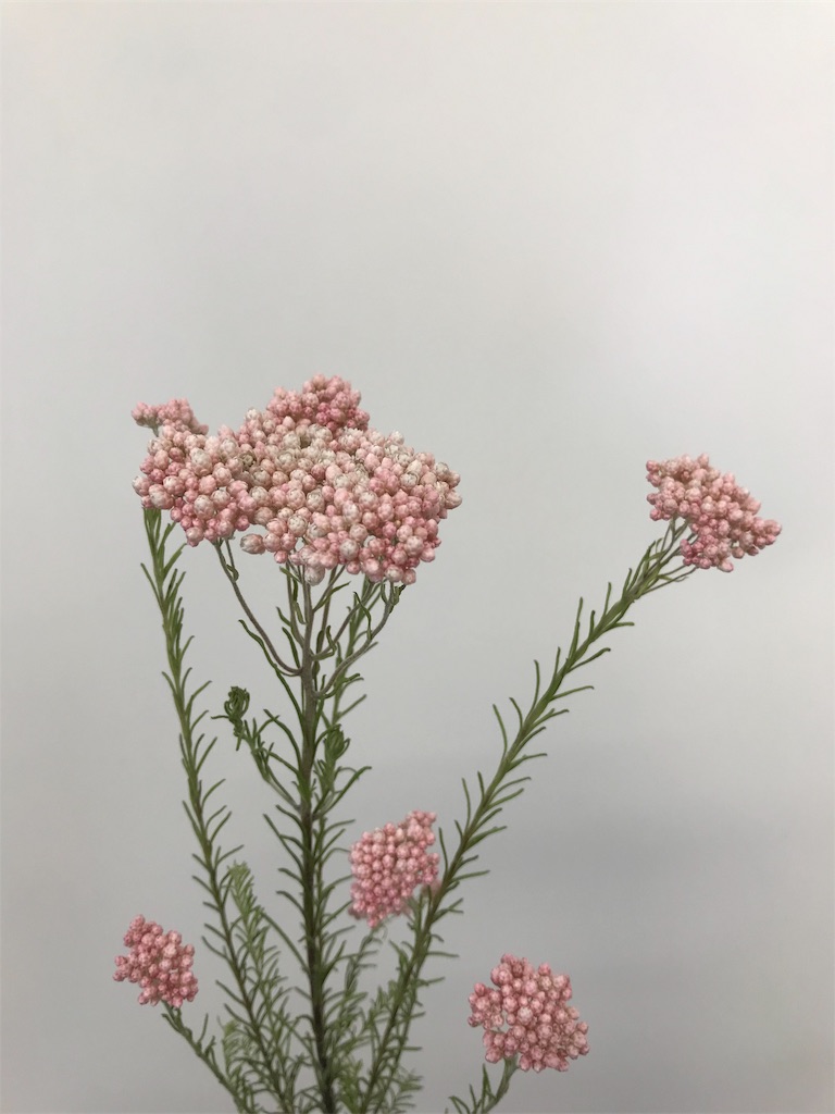 ライスフラワーのドライフラワー - はなめも。～花屋のメモ帳～