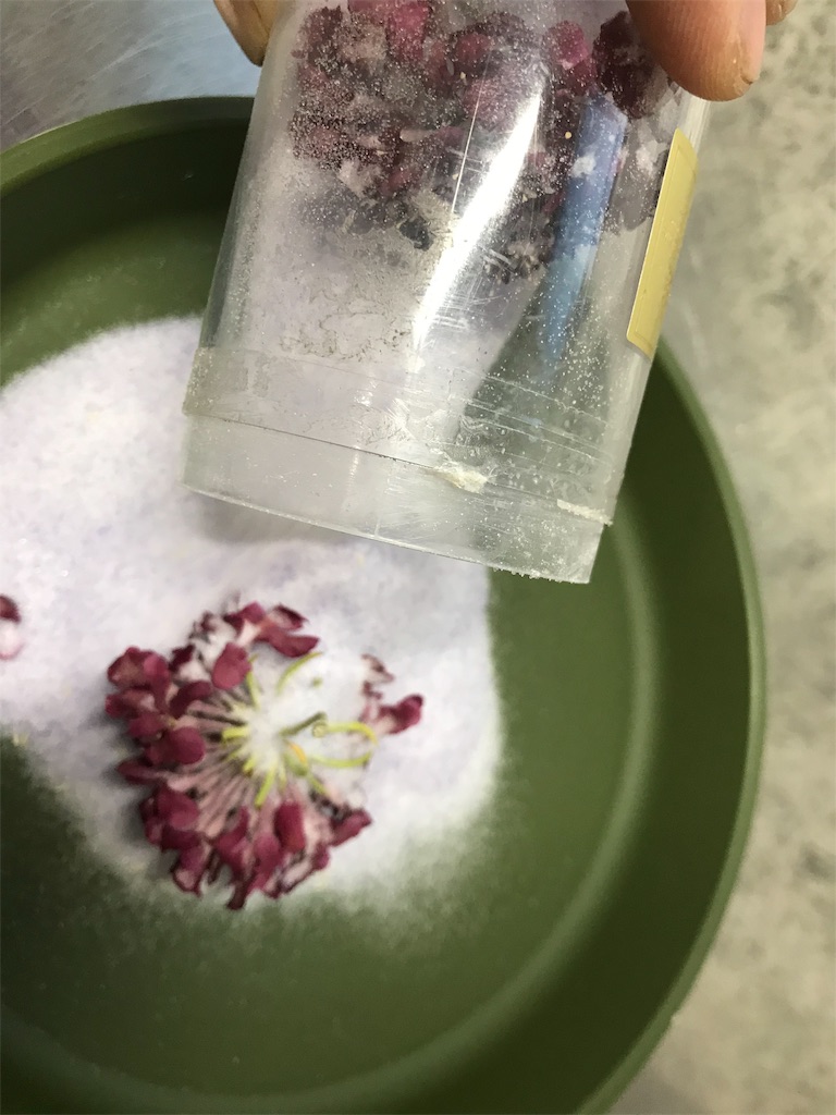 スカビオサの特徴とドライフラワー - はなめも。～花屋のメモ帳～