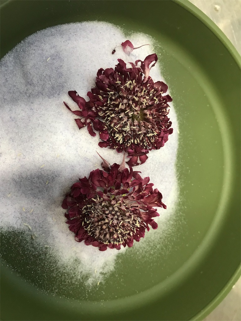 スカビオサの特徴とドライフラワー - はなめも。～花屋のメモ帳～