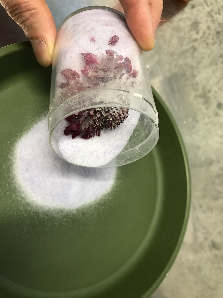 スカビオサの特徴とドライフラワー - はなめも。～花屋のメモ帳～