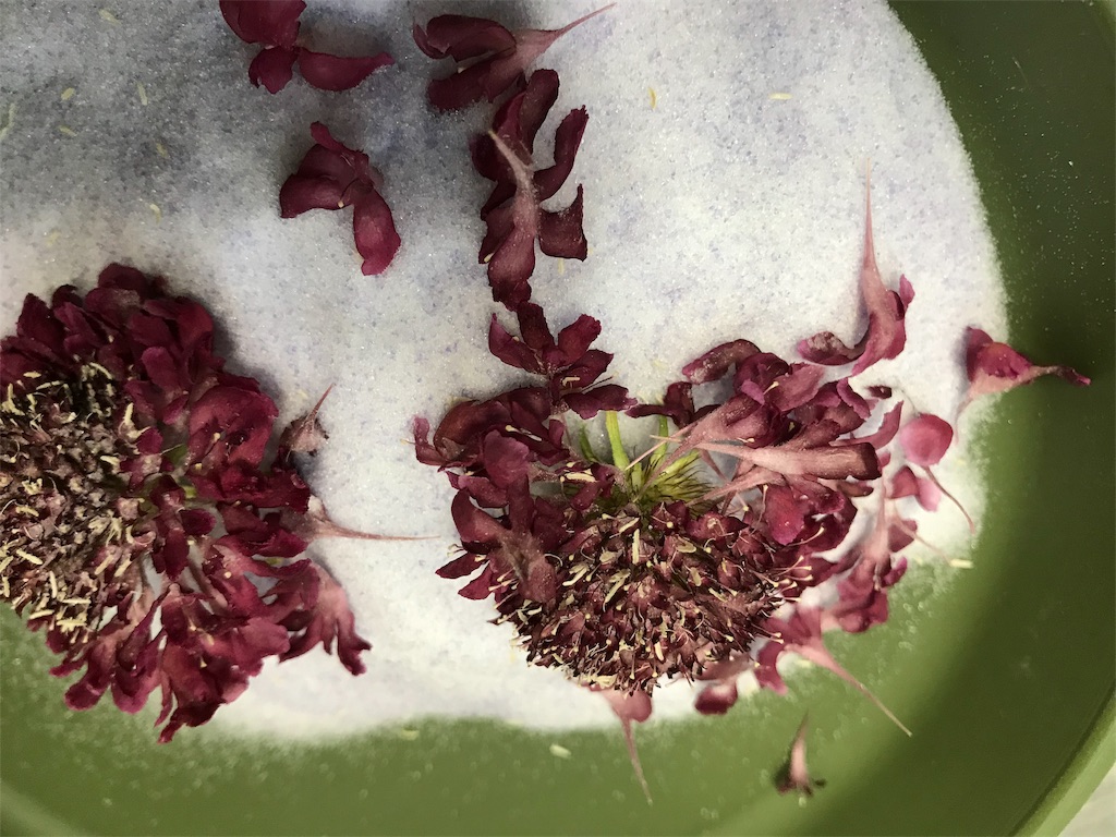 スカビオサの特徴とドライフラワー - はなめも。～花屋のメモ帳～