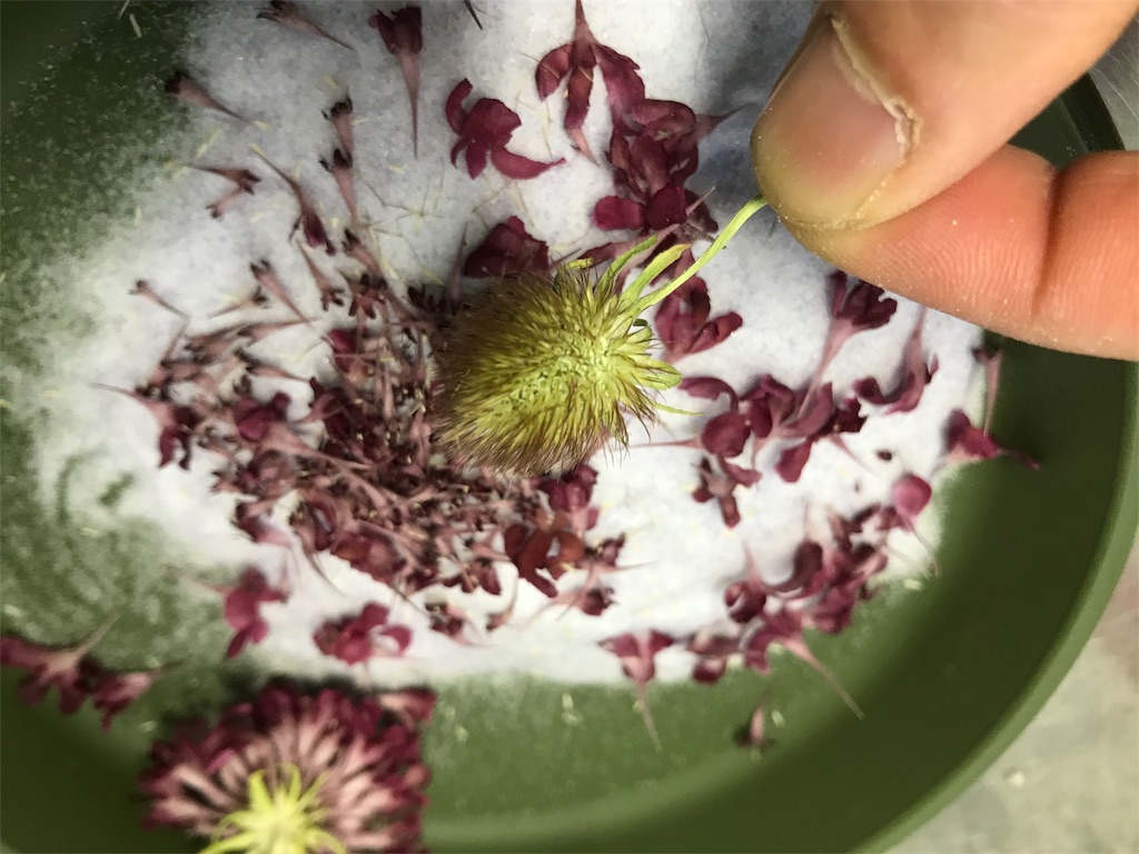 スカビオサの特徴とドライフラワー - はなめも。～花屋のメモ帳～