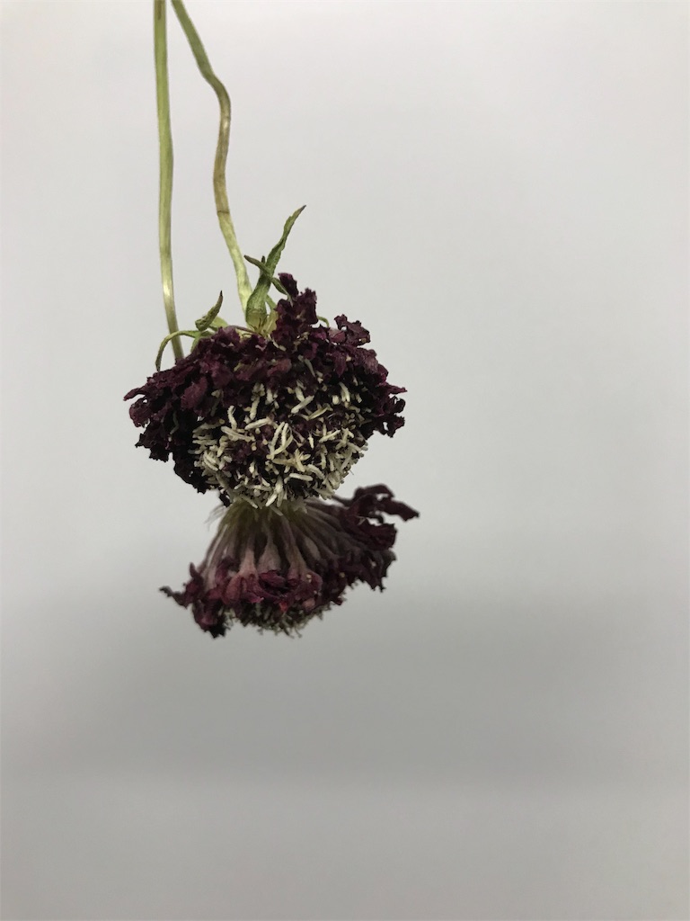 スカビオサの特徴とドライフラワー - はなめも。～花屋のメモ帳～