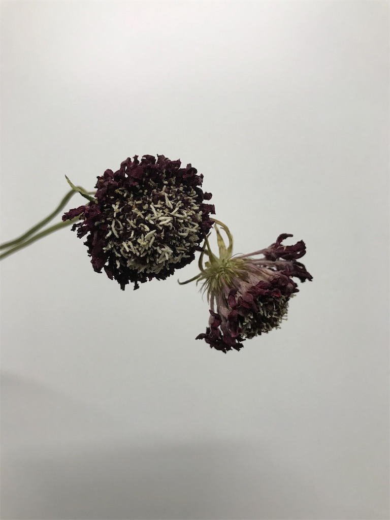スカビオサの特徴とドライフラワー - はなめも。～花屋のメモ帳～