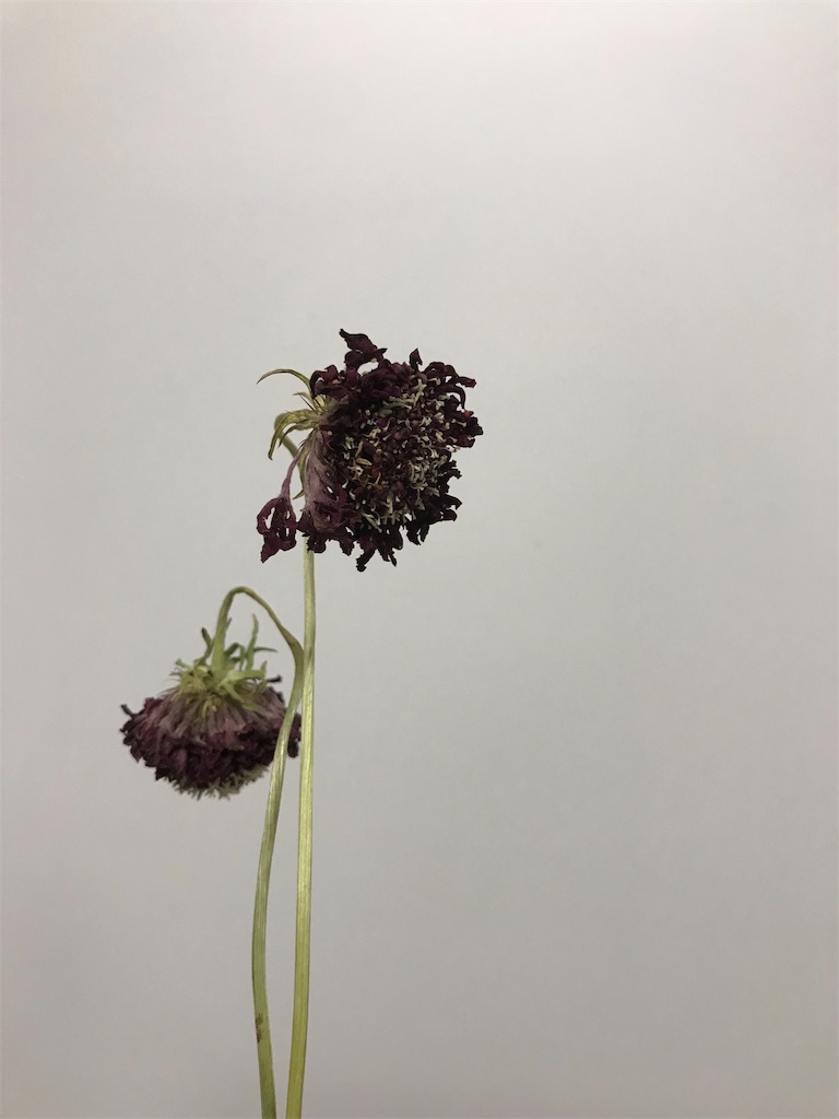 スカビオサの特徴とドライフラワー - はなめも。～花屋のメモ帳～
