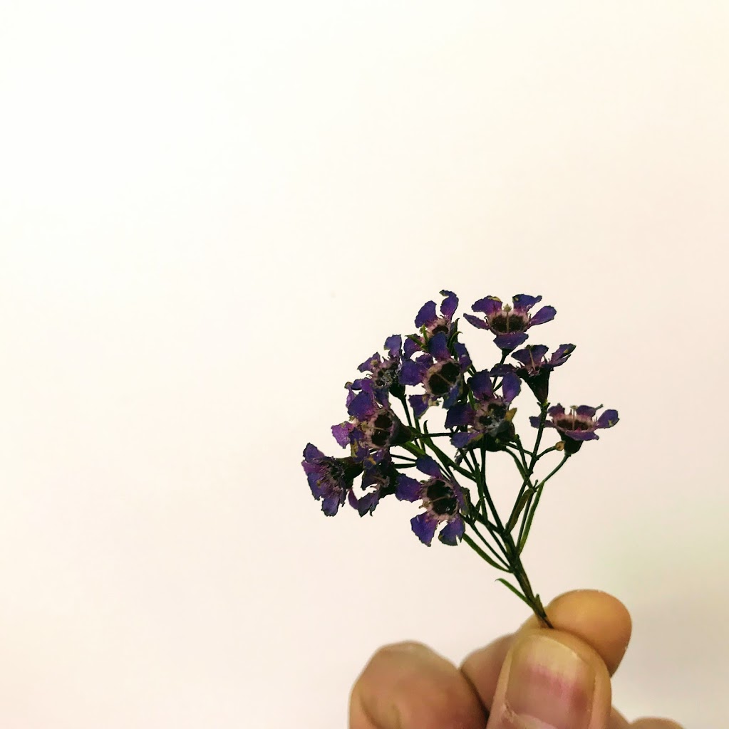 ワックスフラワーのドライフラワー - はなめも。～花屋のメモ帳～