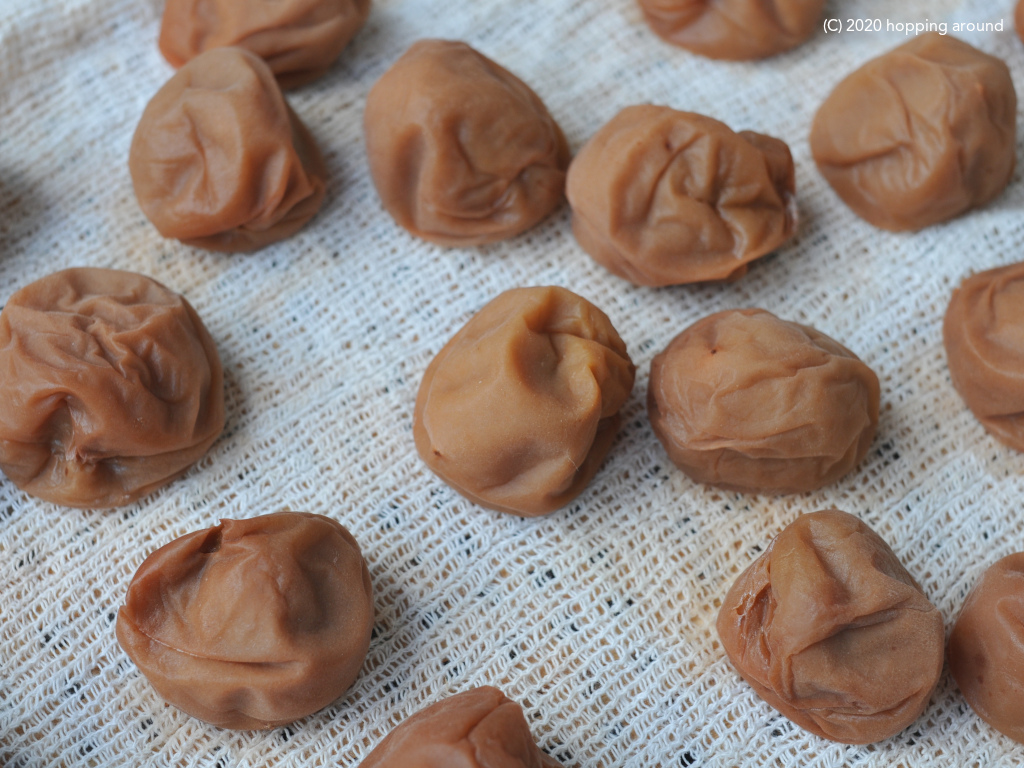 plum works 2020 - hopping around