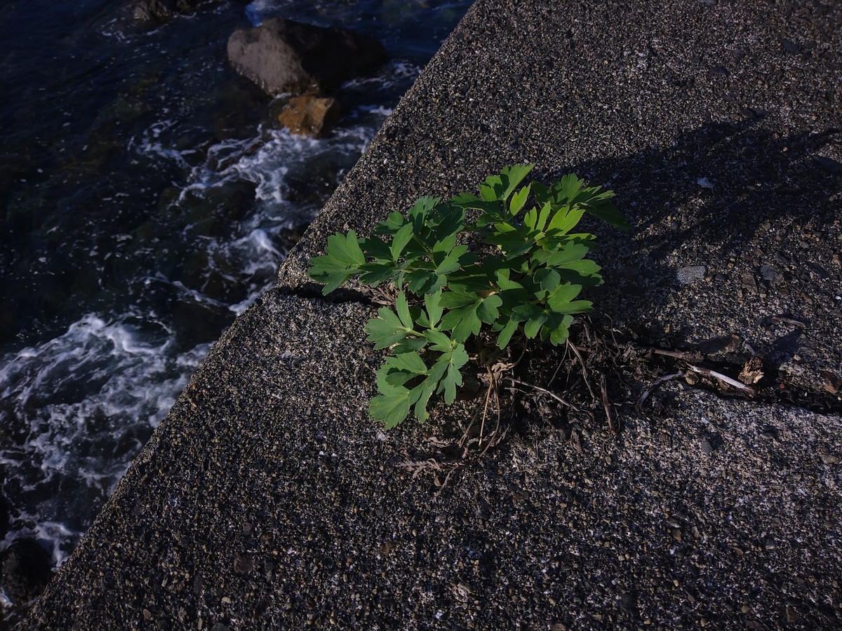 【奄美大島｜野草】天ぷらがおいしい長命草 奄美大島地域ブログ Makaro